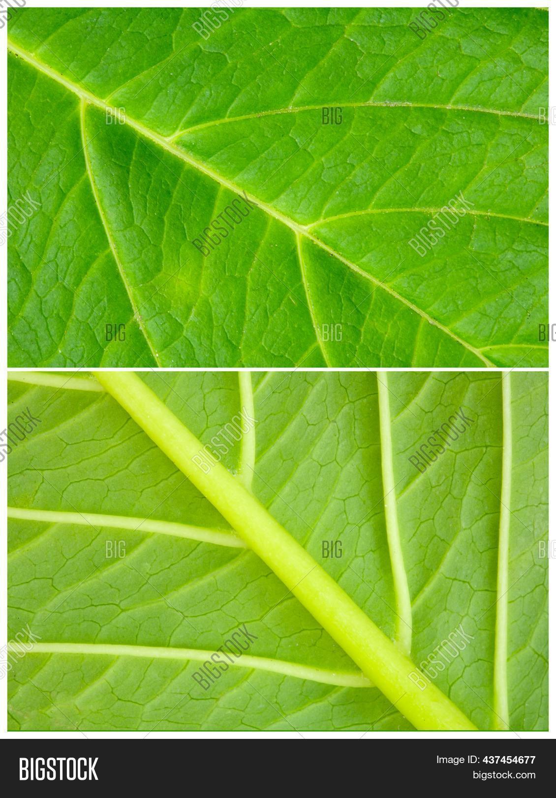 Green Leaf Texture Image & Photo (Free Trial) | Bigstock