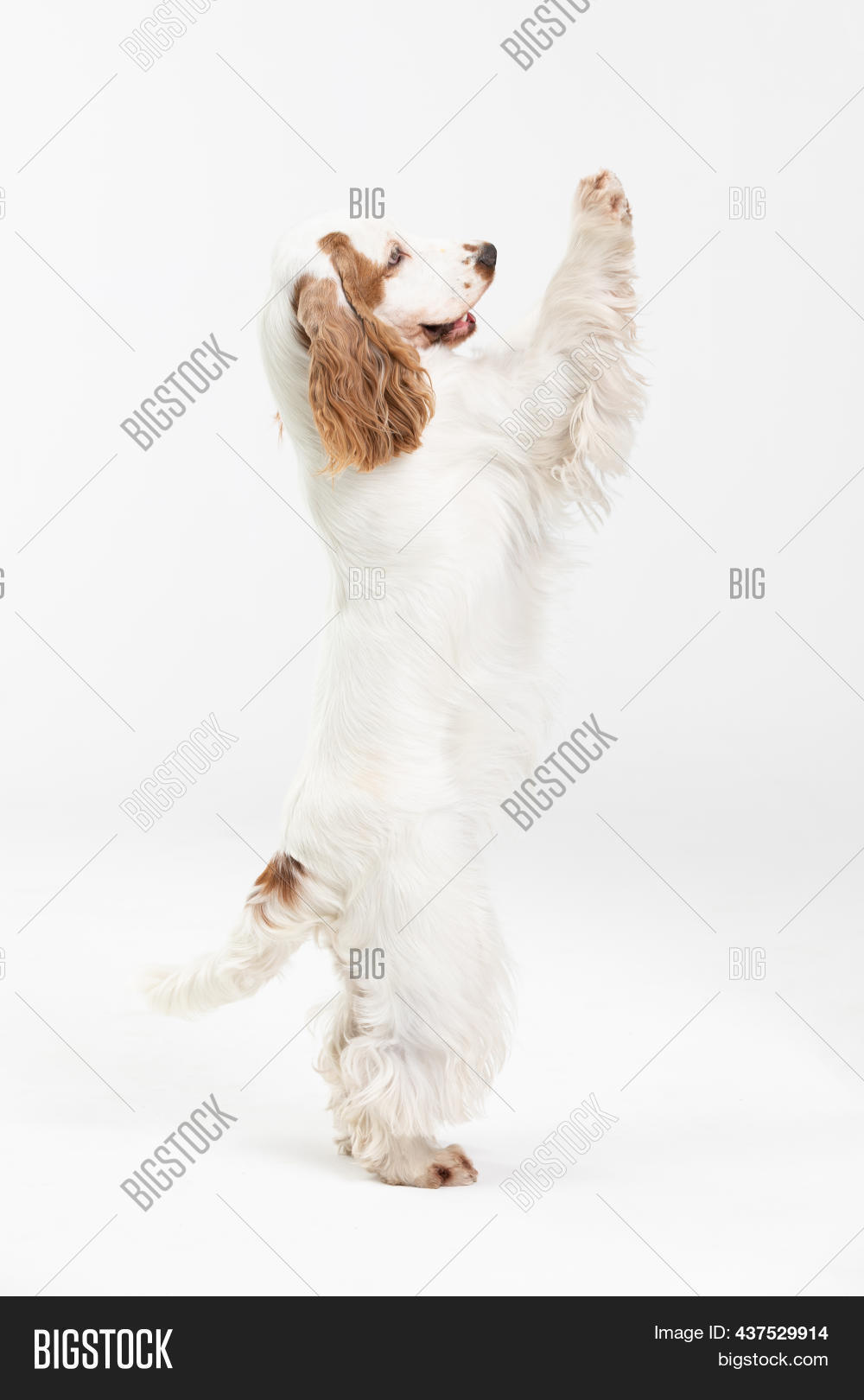 Dog Stands On Two Hind Image & Photo (Free Trial) | Bigstock