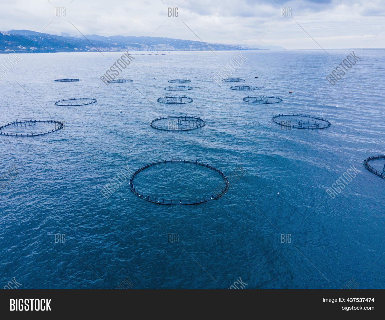 Fish Farm Lots Fish Image & Photo (Free Trial) | Bigstock