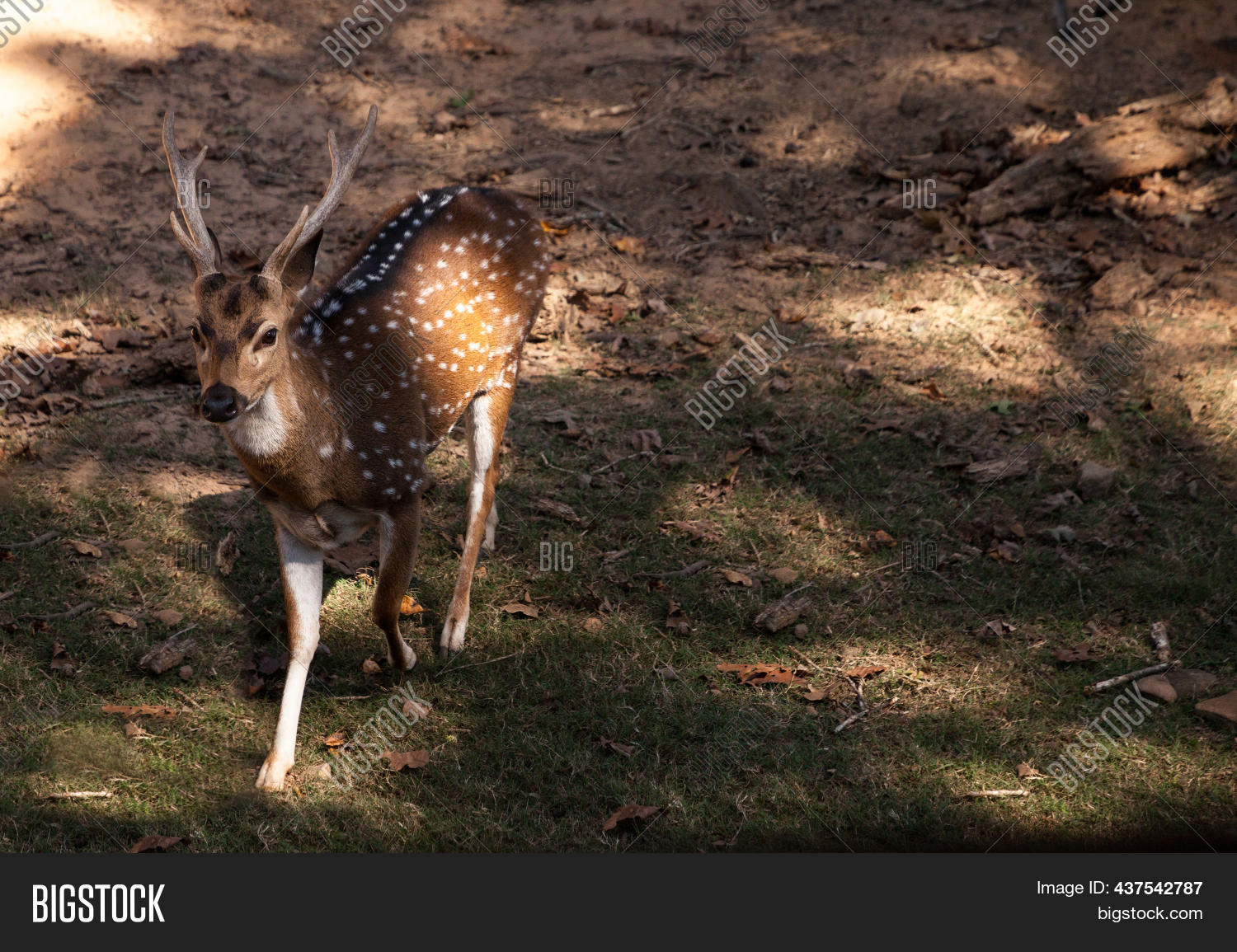 Chital Deer Called Image & Photo (Free Trial) | Bigstock