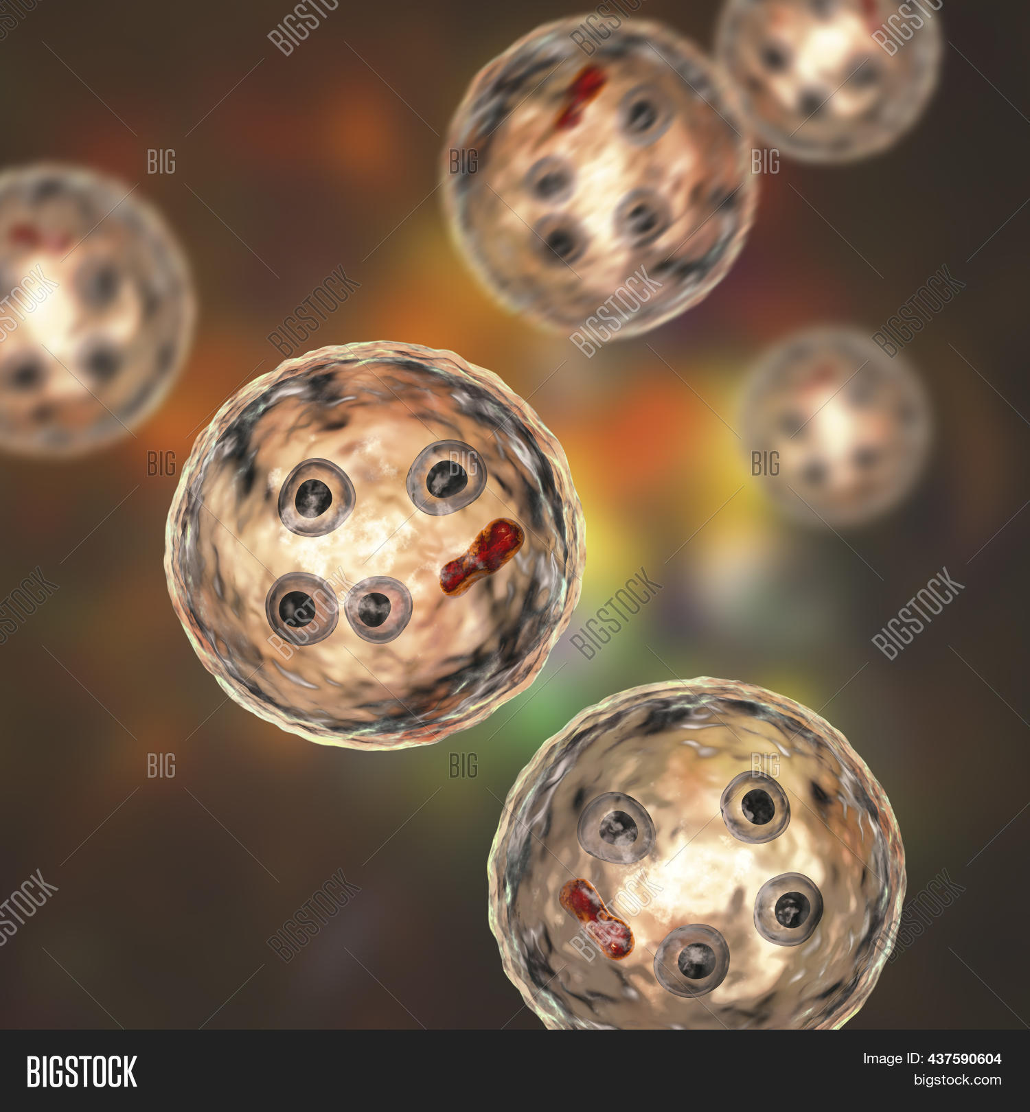 Cysts Entamoeba Image & Photo (Free Trial) | Bigstock