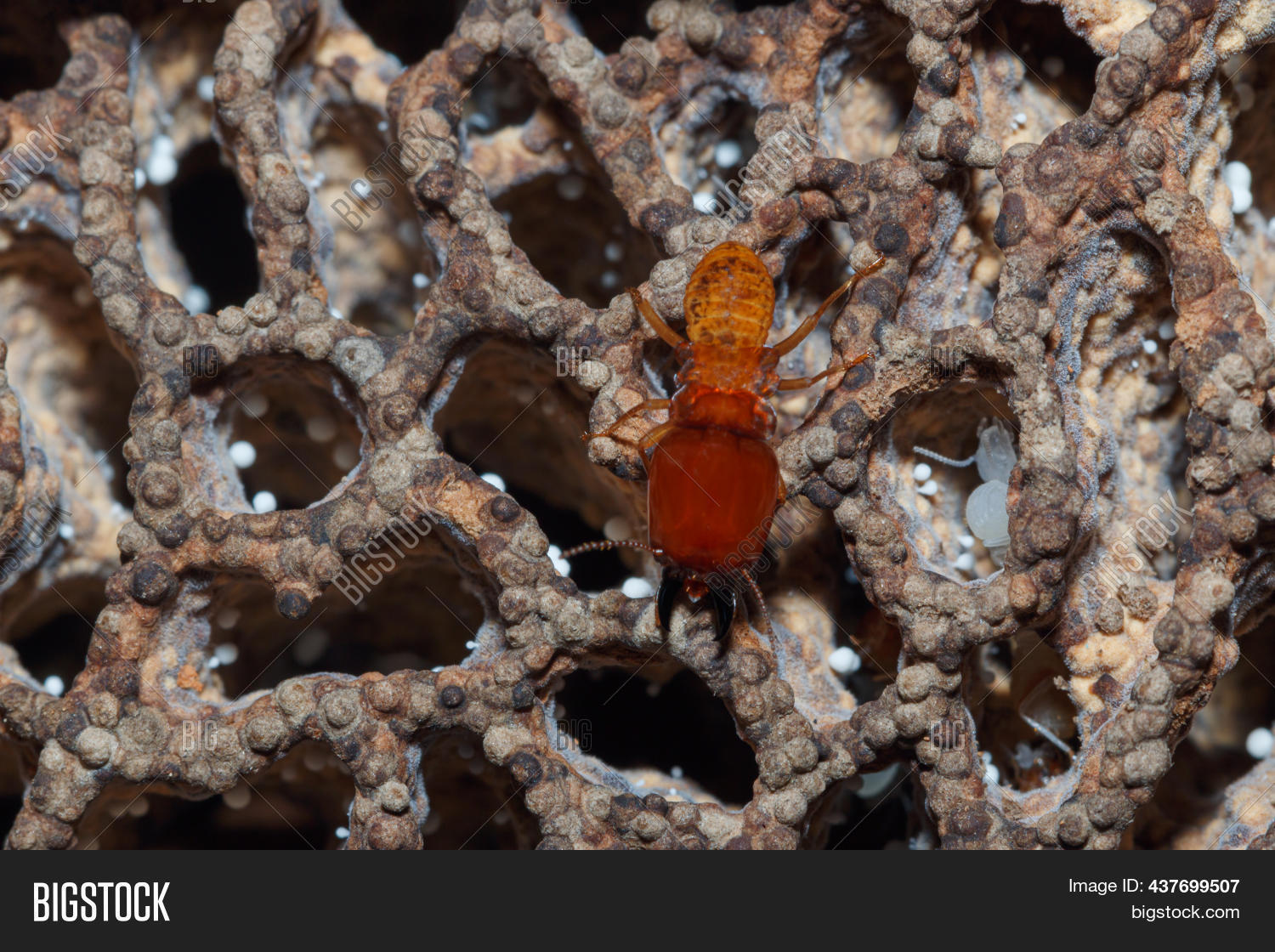 One Large Termite On Image & Photo (Free Trial) | Bigstock