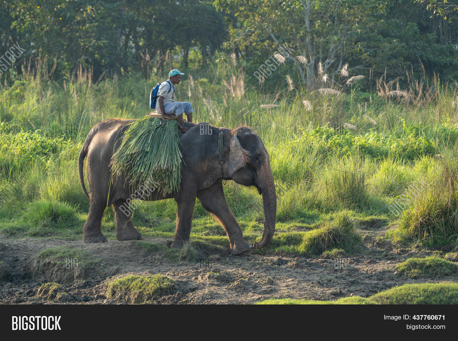 Man Riding On Elephant Image & Photo (Free Trial) | Bigstock