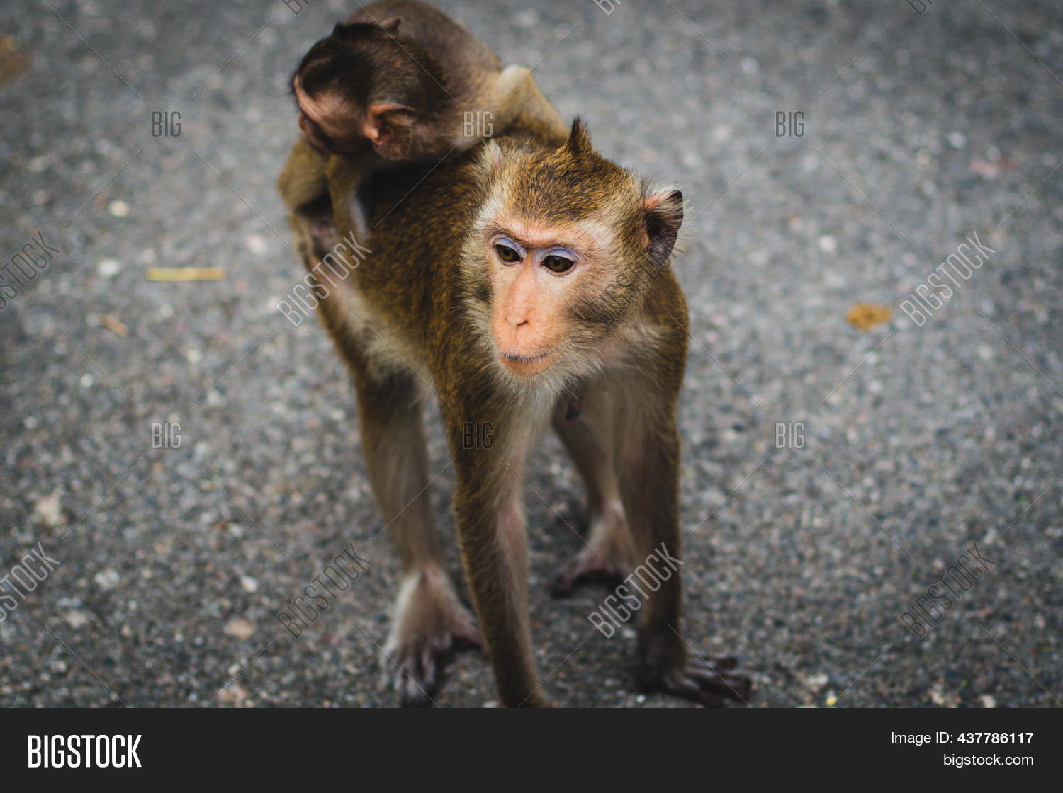 Mom Monkey Carry Her Image & Photo (Free Trial) | Bigstock