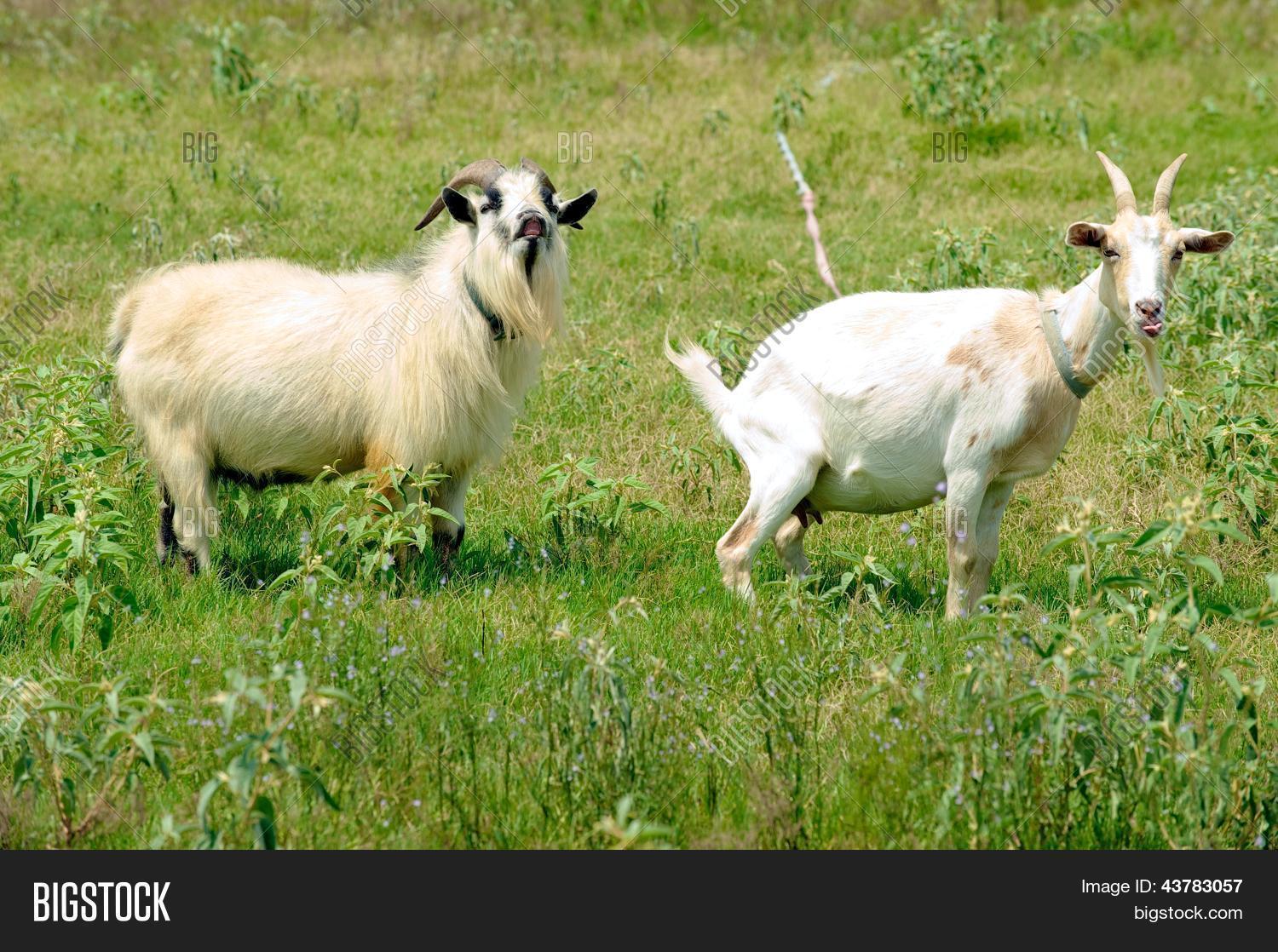 Male Female Goat Image & Photo (Free Trial) | Bigstock