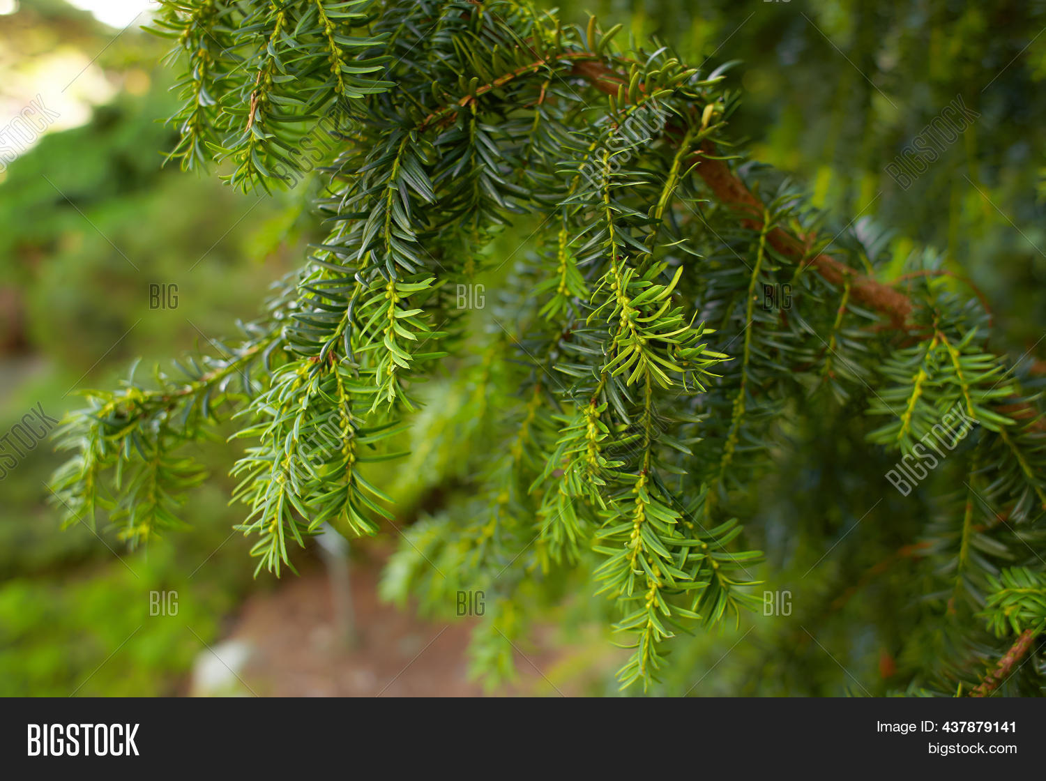 Canadian Hemlock Image & Photo (Free Trial) | Bigstock