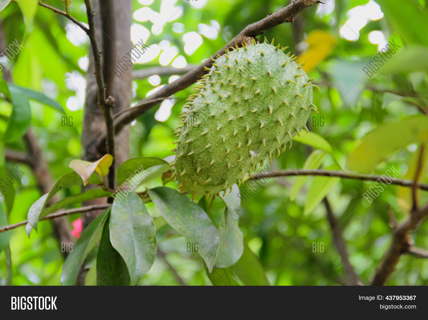 Soursop Fruit On Image & Photo (Free Trial) | Bigstock