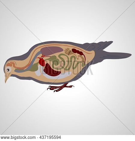 Internal Organs Bird Vector & Photo (Free Trial) | Bigstock