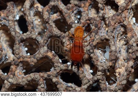 One Large Termite On Image & Photo (Free Trial) | Bigstock