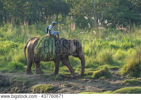 Man Riding On Elephant Image & Photo (Free Trial) | Bigstock