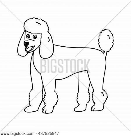 Poodle Dog Colouring Vector & Photo (Free Trial) | Bigstock