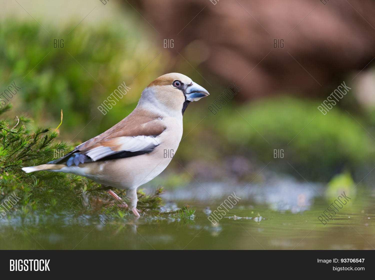 Female Common Hawfinch Image & Photo (Free Trial) | Bigstock