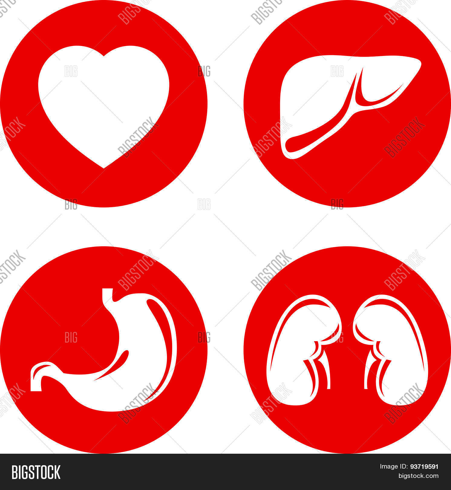 Human Internal Organs Vector & Photo (Free Trial) | Bigstock