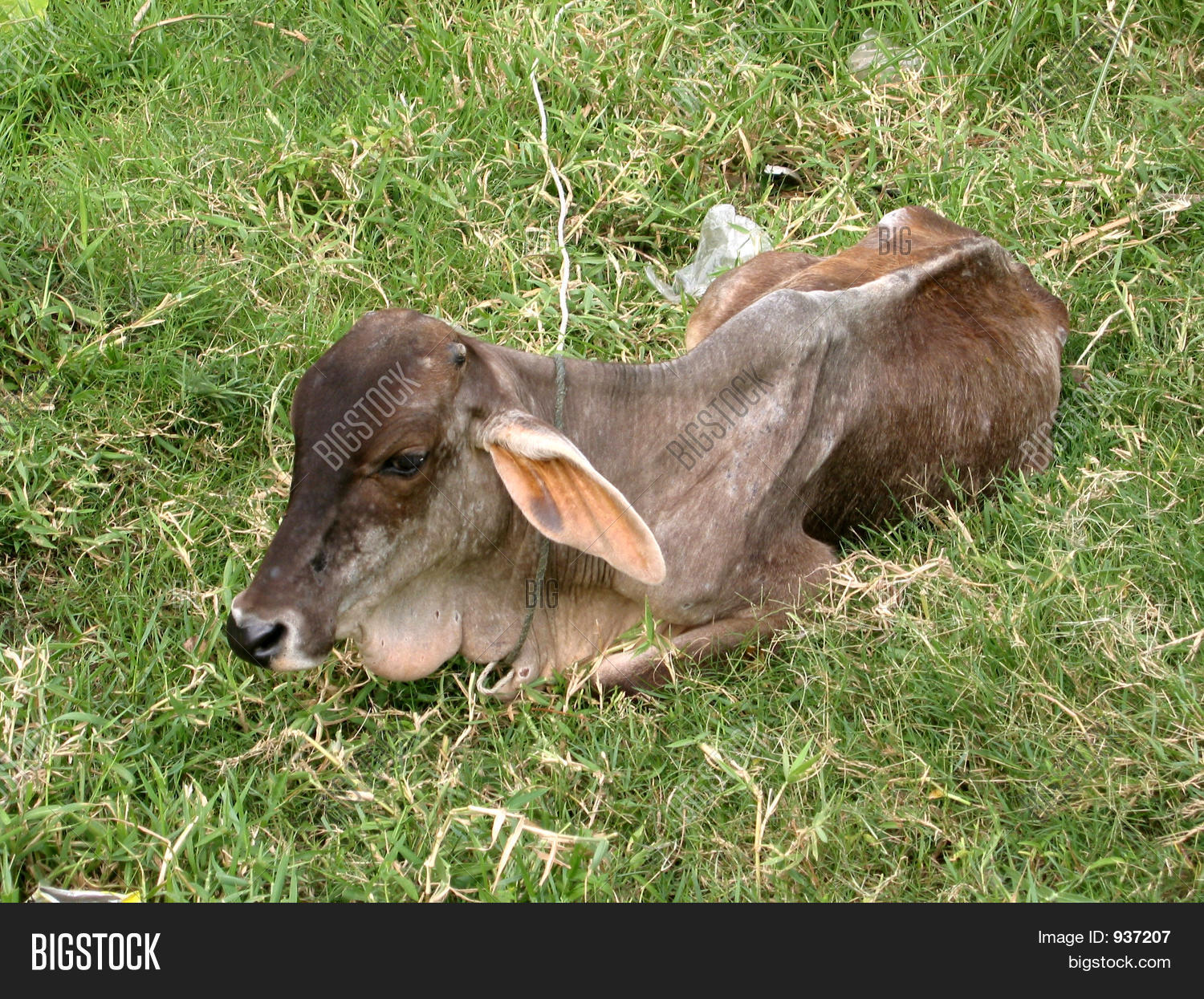 Skinny Cow Image & Photo (Free Trial) | Bigstock