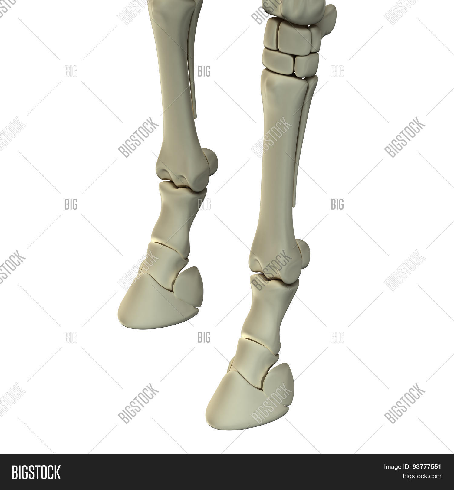 Horse Front Leg Bones Image & Photo (Free Trial) | Bigstock