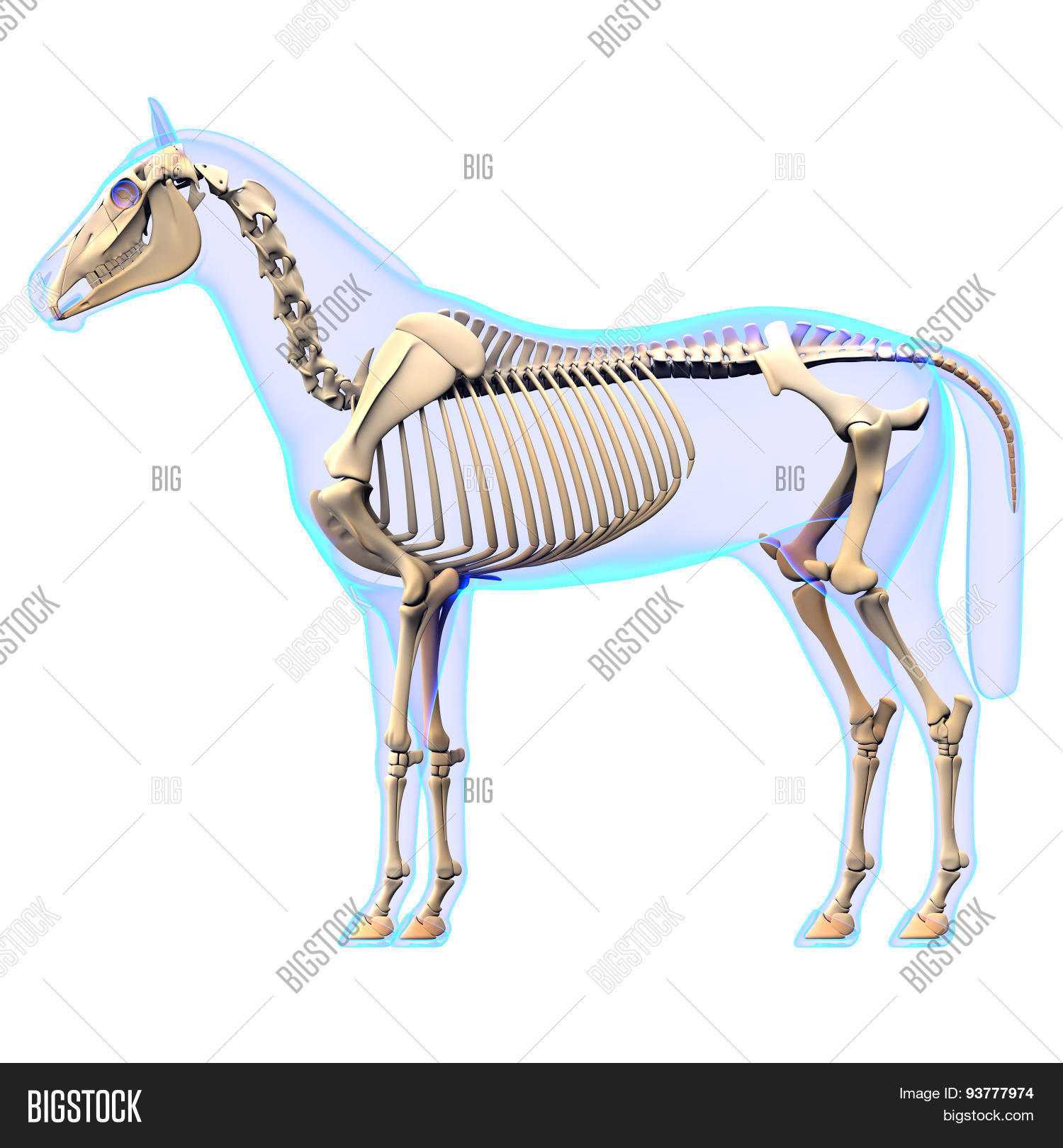 Horse Skeleton Side Image & Photo (Free Trial) | Bigstock