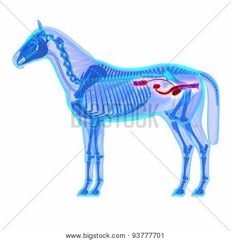 Horse Urinary System Image & Photo (Free Trial) | Bigstock