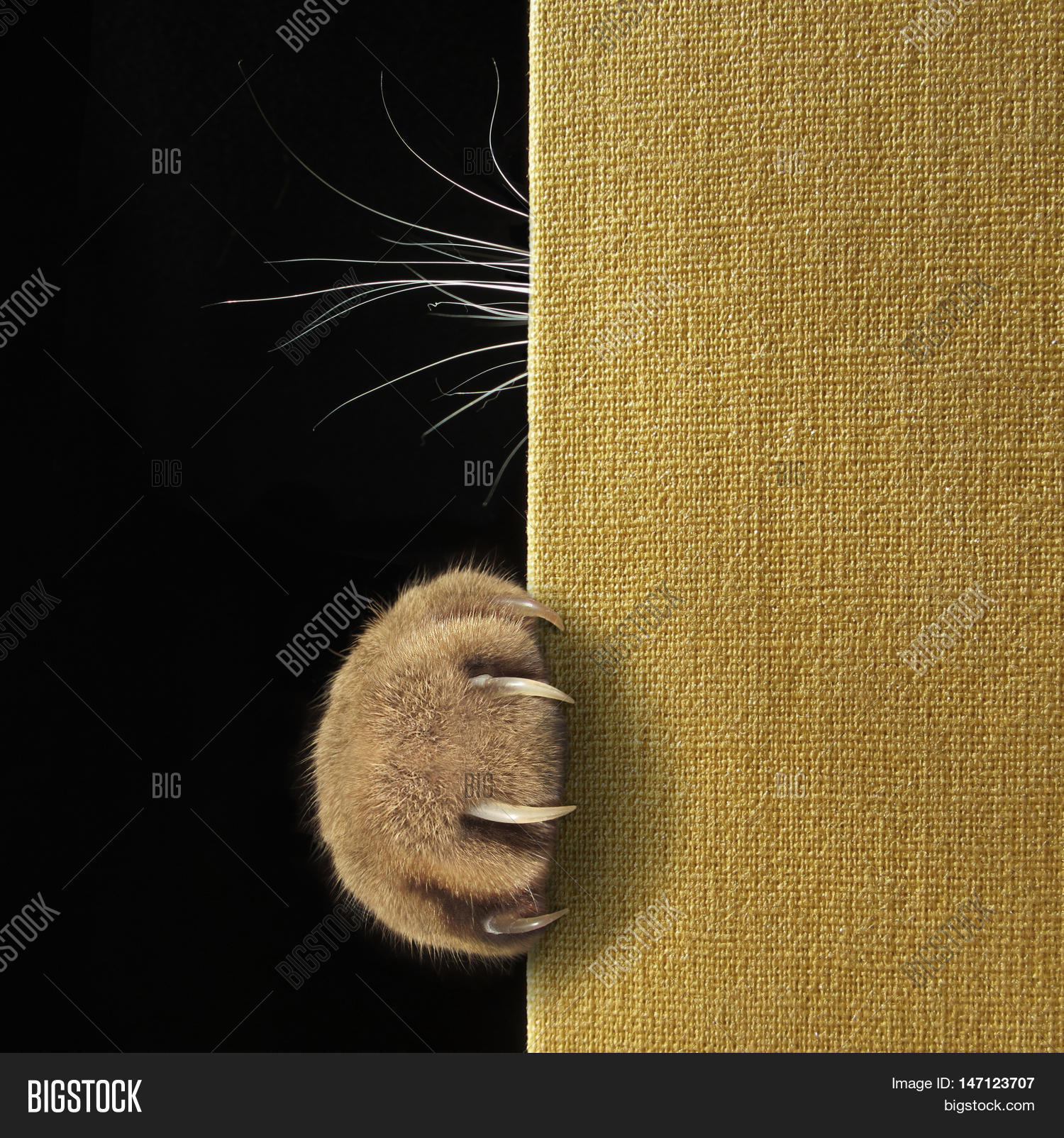 Cat's Paw Long Sharp Image & Photo (Free Trial) | Bigstock