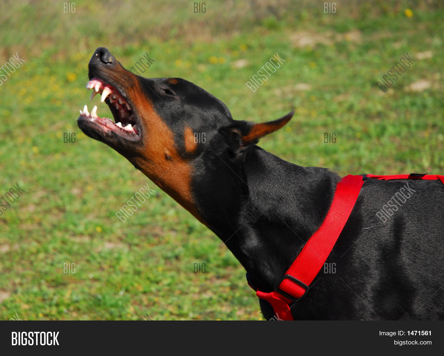 Agressive Doberman Image & Photo (Free Trial) | Bigstock