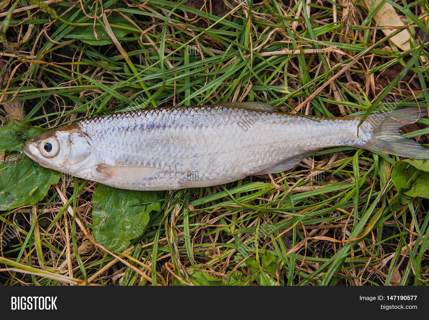 Bleak Fish On Natural Image & Photo (Free Trial) | Bigstock
