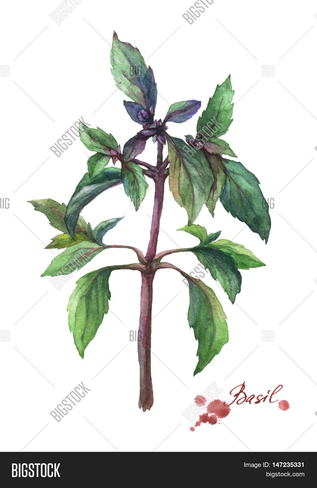 Basil. Hand Drawn Image & Photo (Free Trial) | Bigstock