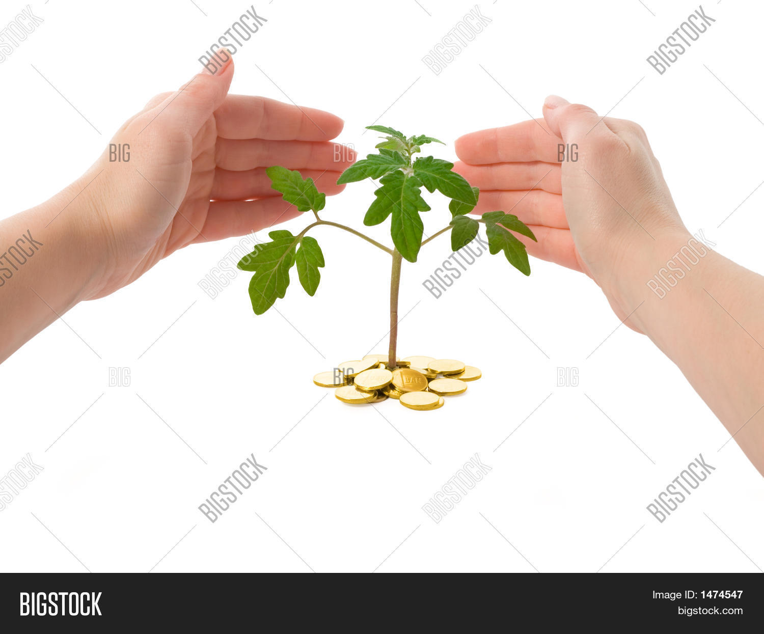 Hands Protecting Plant Image & Photo (Free Trial) | Bigstock