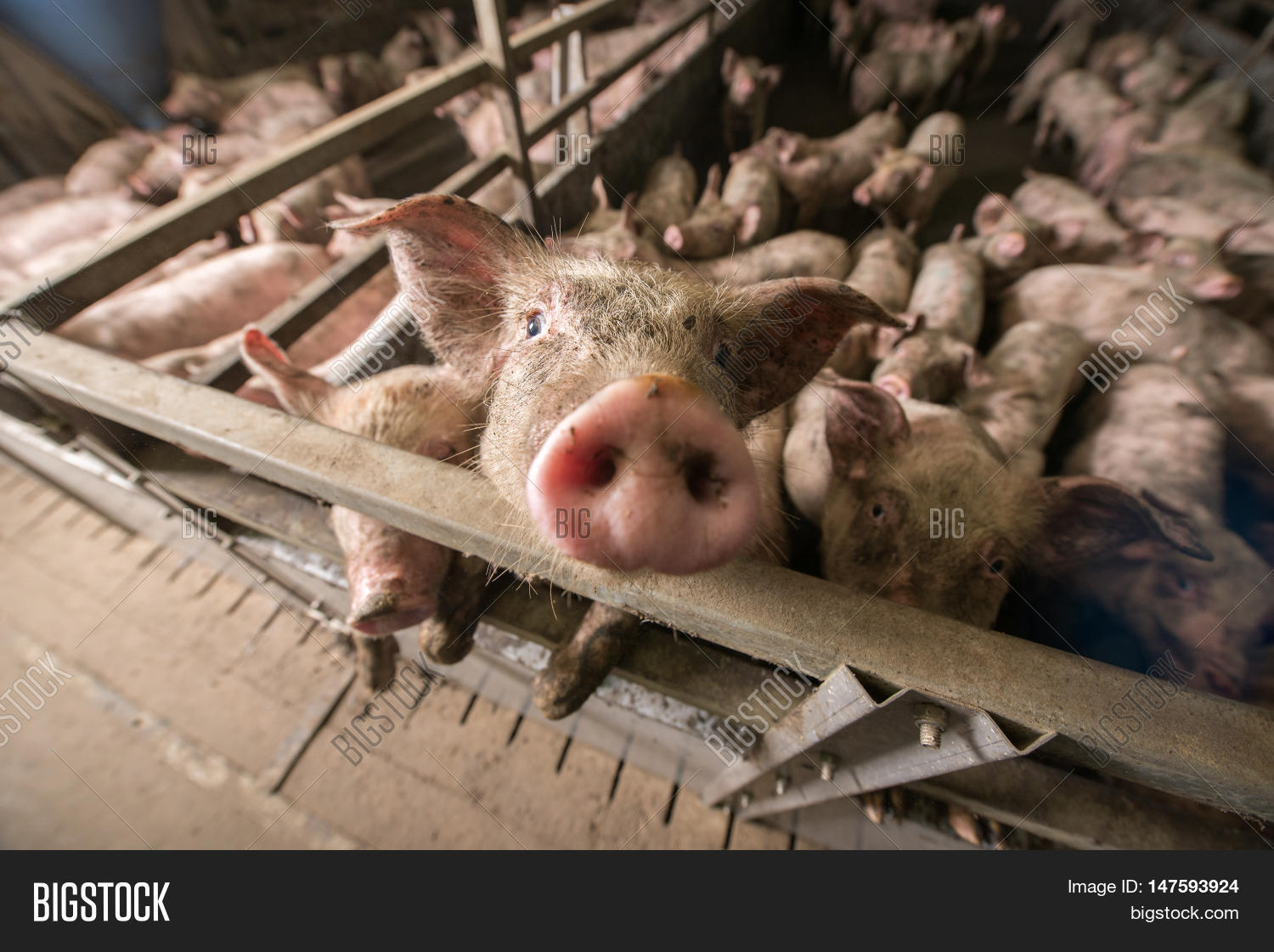 Pigs Factory. Farming Image & Photo (Free Trial) | Bigstock