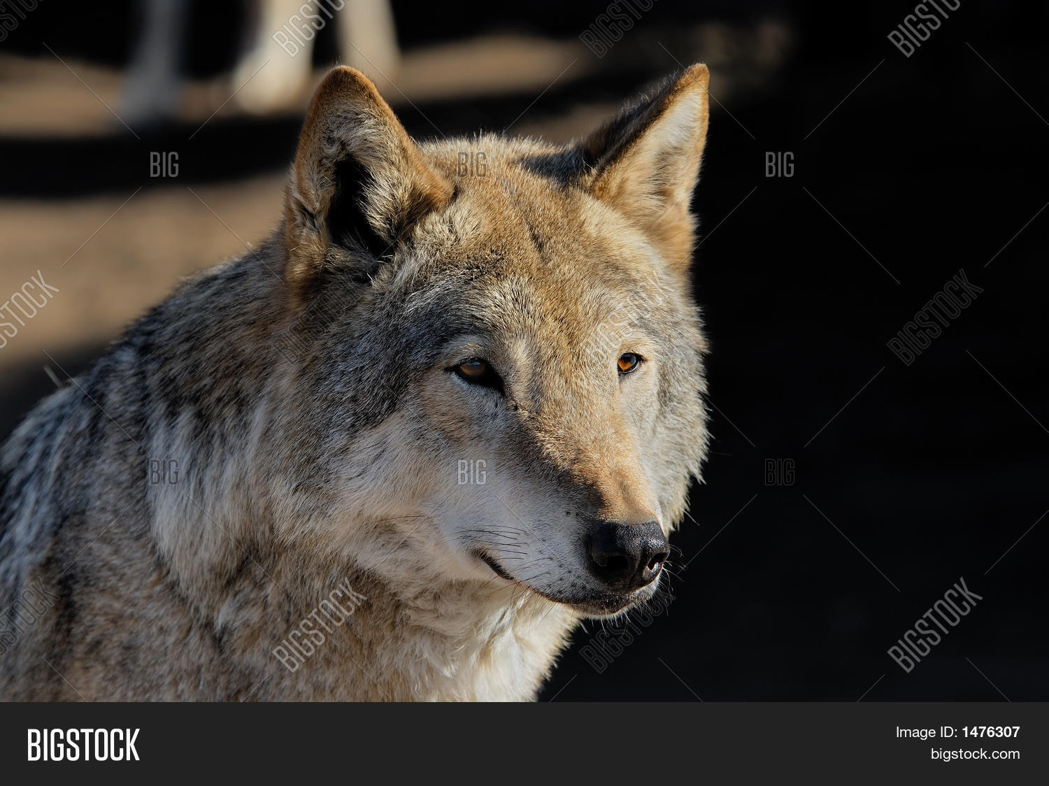 Female Wolf Image & Photo (Free Trial) | Bigstock