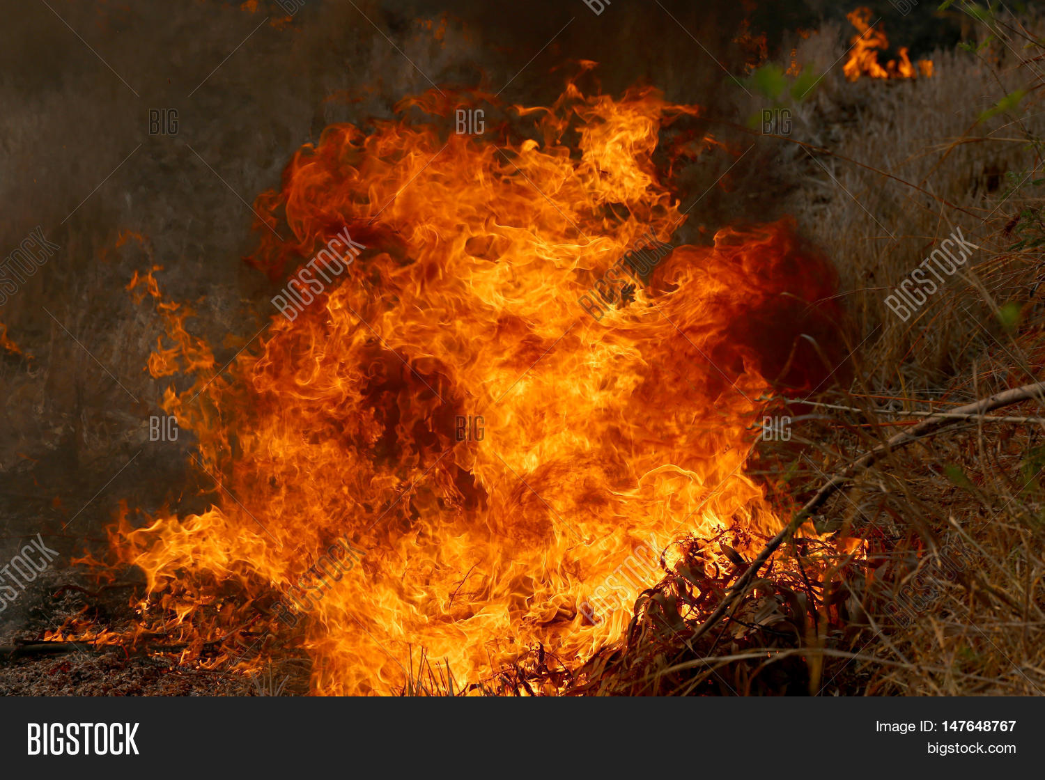 Summer Wildfires Image & Photo (Free Trial) | Bigstock