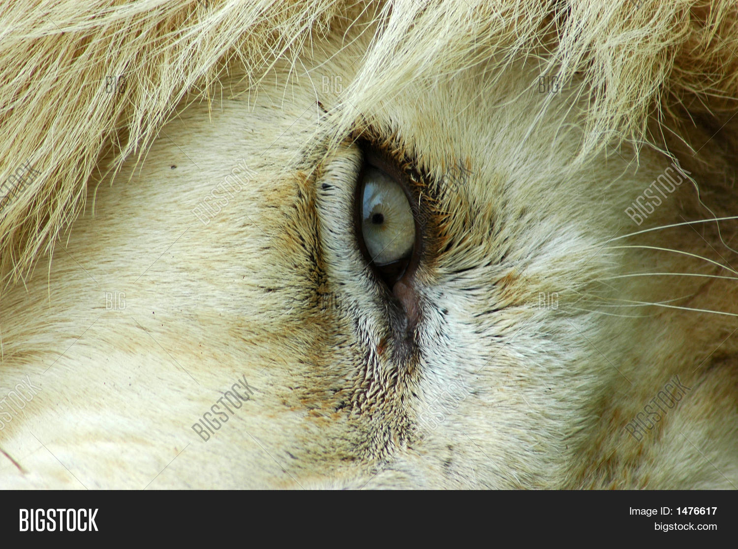 Eye White Lion Image & Photo (Free Trial) | Bigstock
