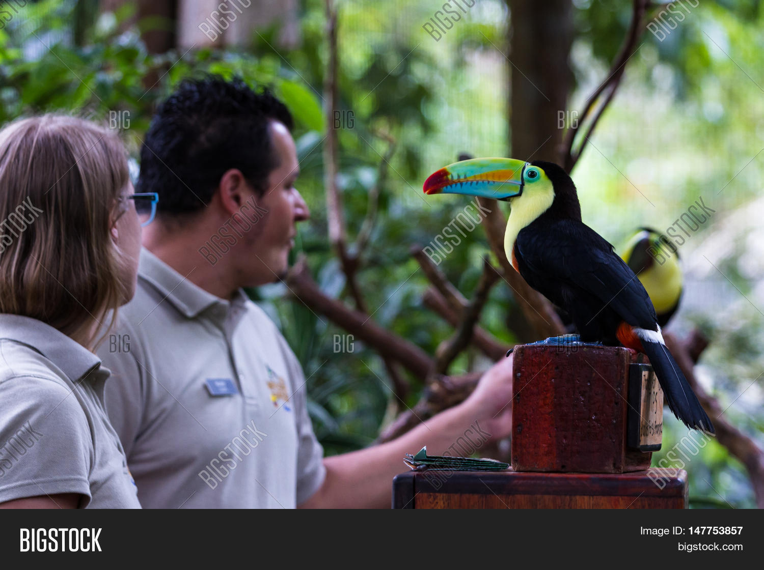 Keel Billed Toucan - Image & Photo (Free Trial) | Bigstock