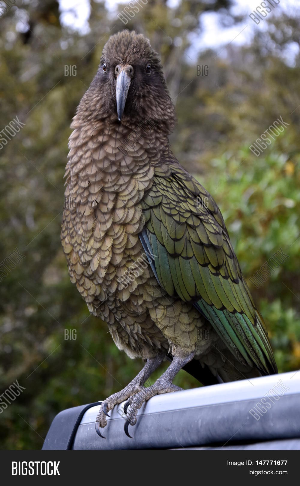 Kea Parrot Portrait ( Image & Photo (Free Trial) | Bigstock