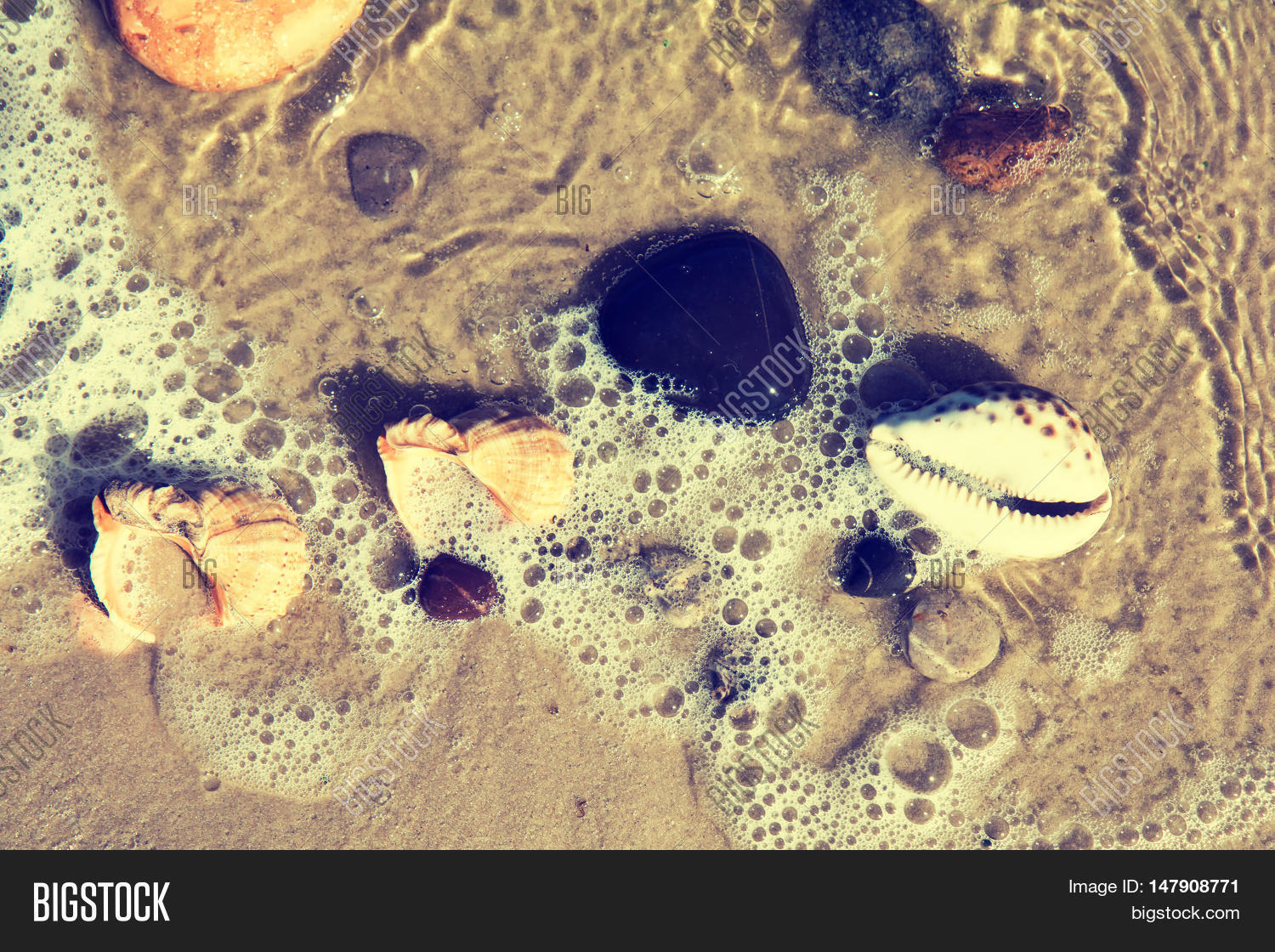 Shells Stones On Image & Photo (Free Trial) | Bigstock