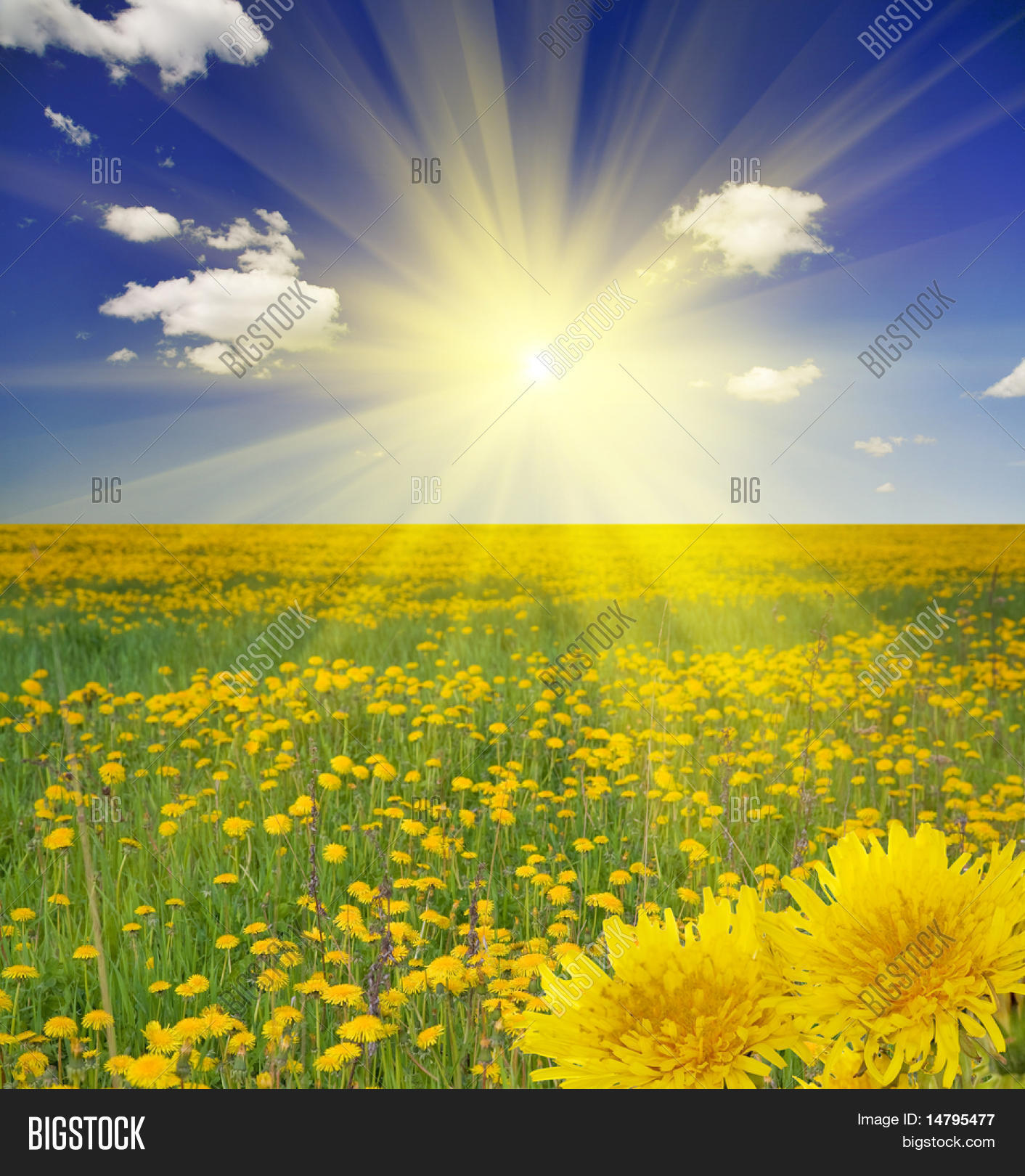 Landscape Dandelion Image & Photo (Free Trial) | Bigstock
