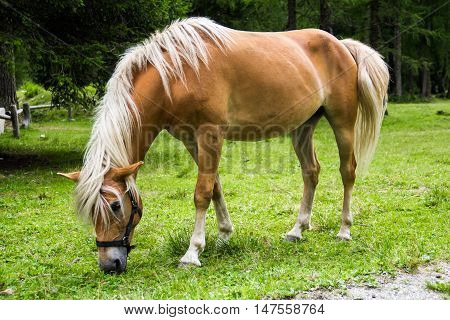 Haflinger Breed Horse Image & Photo (Free Trial) | Bigstock