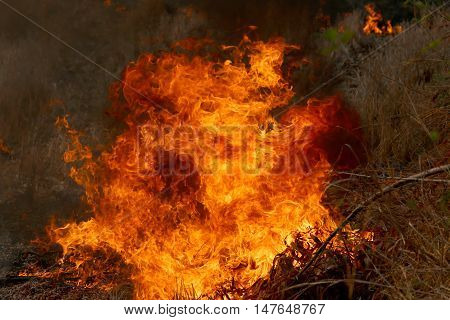 Summer Wildfires Image & Photo (Free Trial) | Bigstock