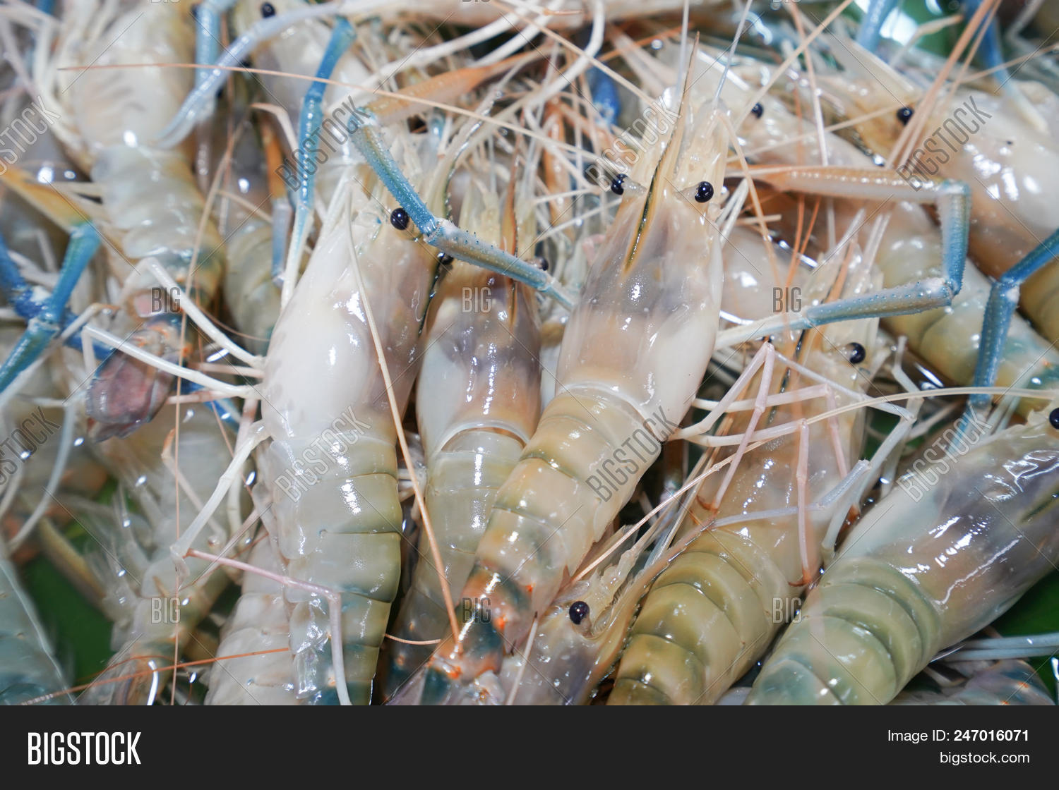 Giant Freshwater Prawn Image & Photo (Free Trial) | Bigstock