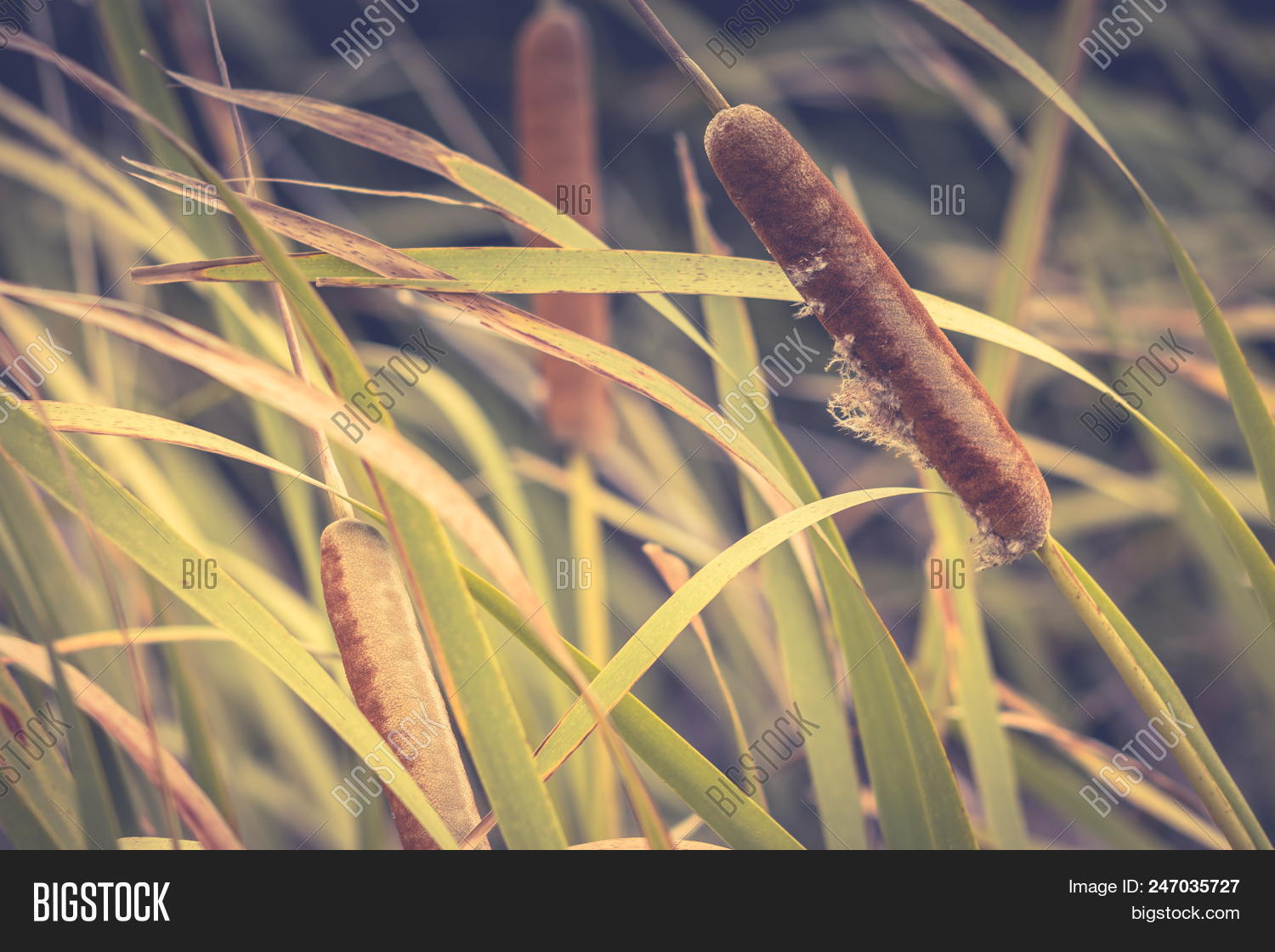 Typha Orientalis Image & Photo (Free Trial) | Bigstock