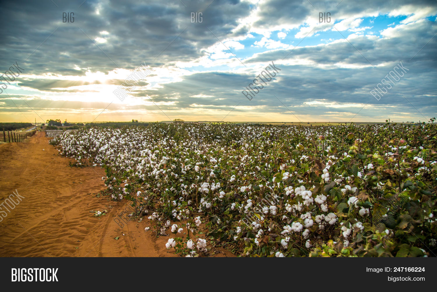 Cotton Field Image & Photo (Free Trial) | Bigstock