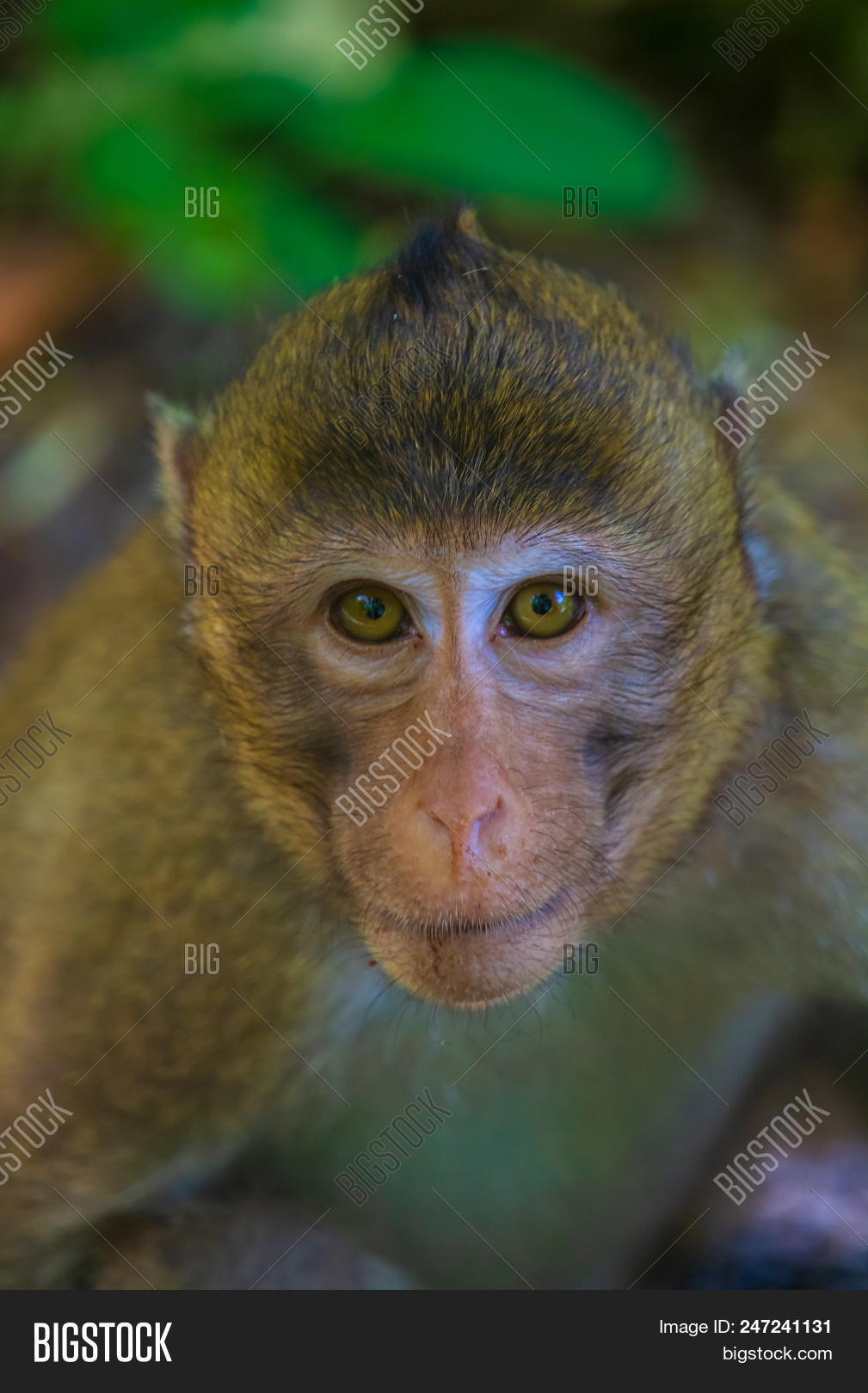Cute Little Monkey Image & Photo (Free Trial) | Bigstock