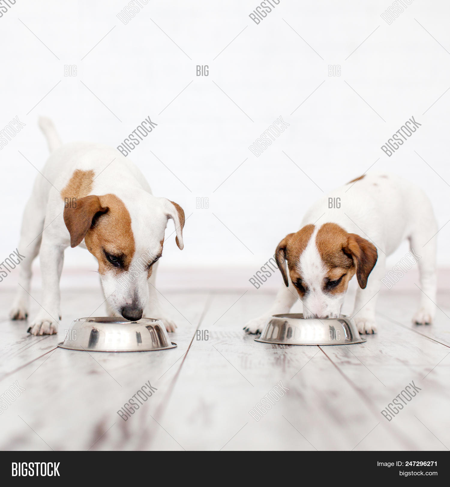 Two Dogs Eating Bowl. Image & Photo (Free Trial) | Bigstock