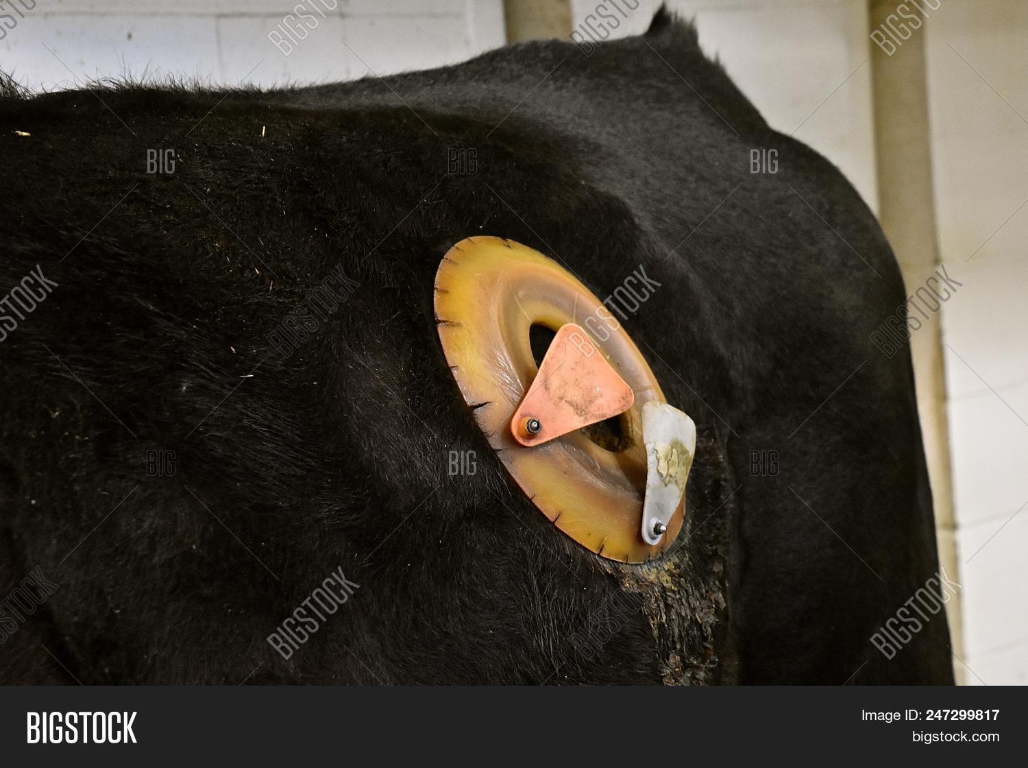 Rumen Fistulated Image & Photo (Free Trial) | Bigstock