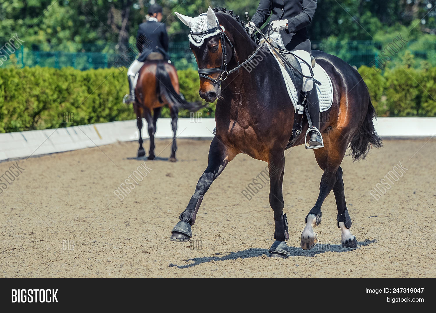 Dressage Horse Rider. Image & Photo (Free Trial) | Bigstock