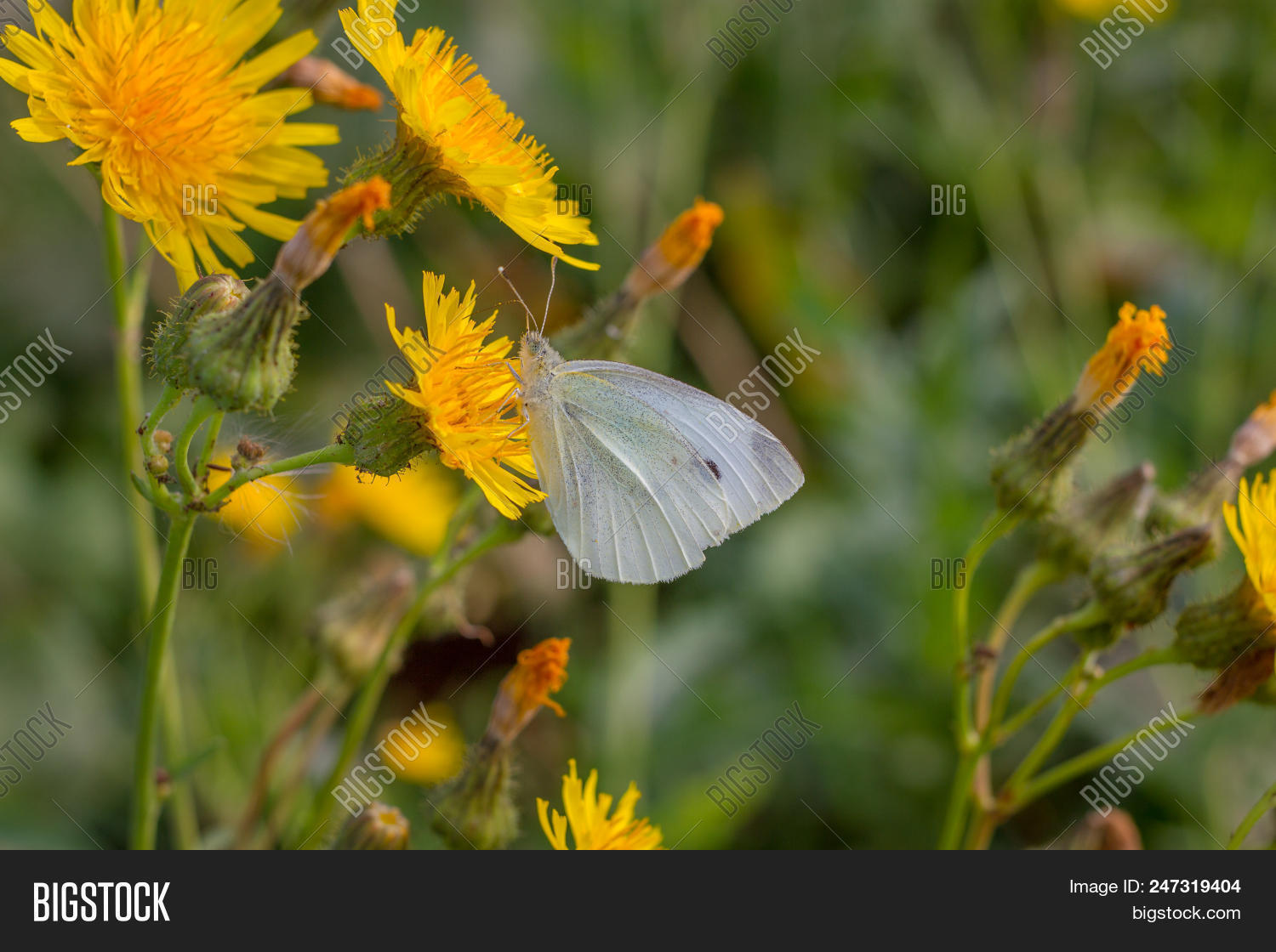 Gossamer-winged Image & Photo (Free Trial) | Bigstock