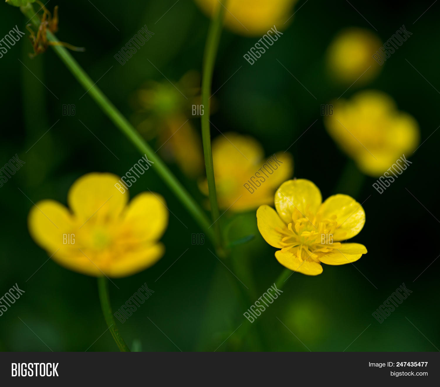 Goldilocks Buttercup Image & Photo (Free Trial) | Bigstock