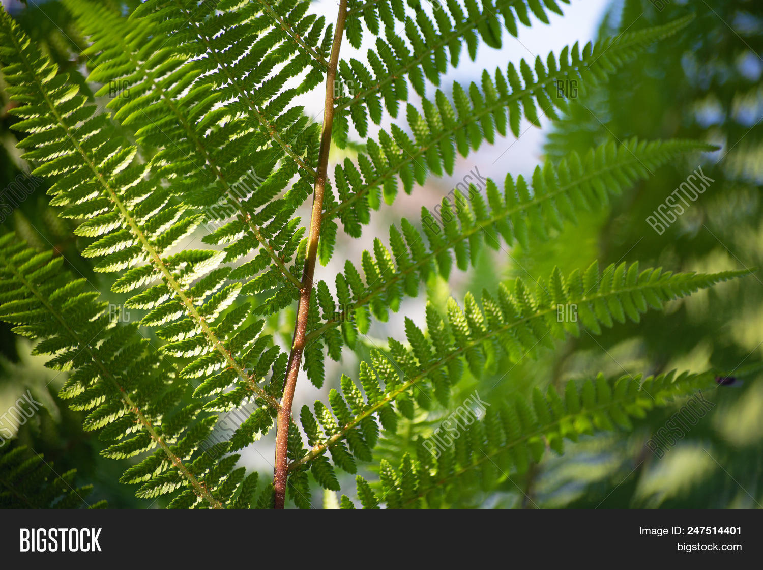 Carved Green Leaf Fern Image & Photo (Free Trial) | Bigstock