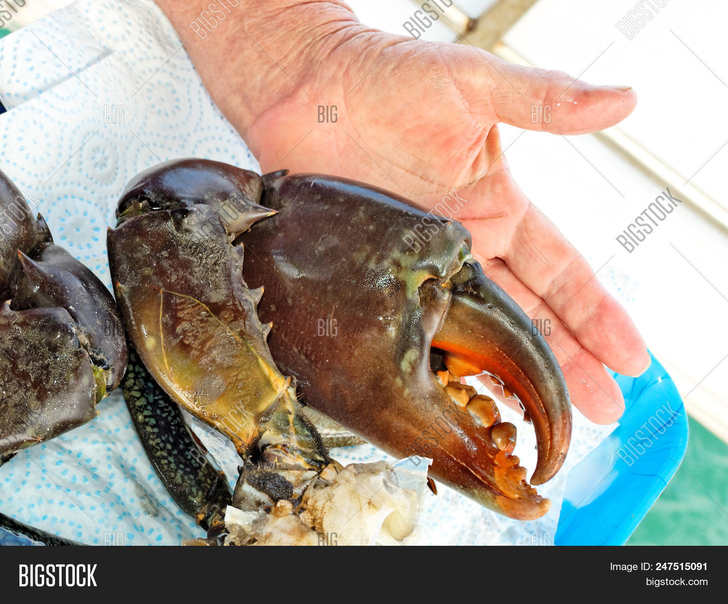 Giant Mud Crab. ( Image & Photo (Free Trial) | Bigstock