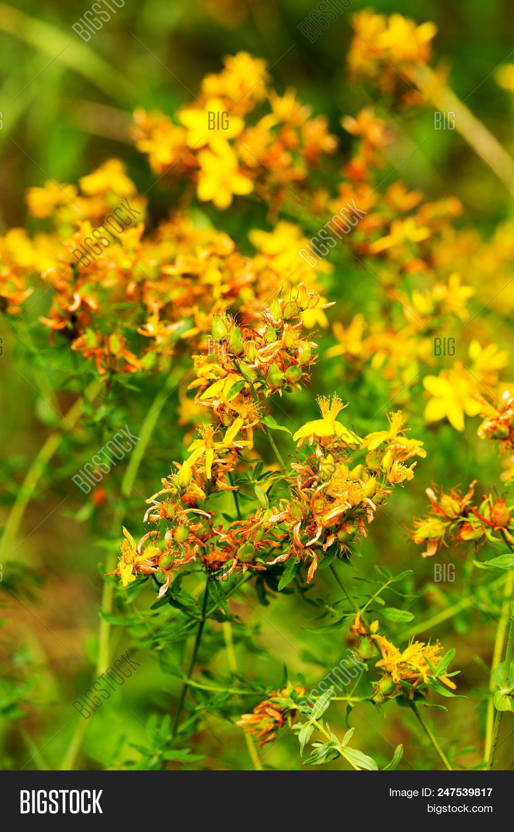 Hypericum Flowers ( Image & Photo (Free Trial) | Bigstock