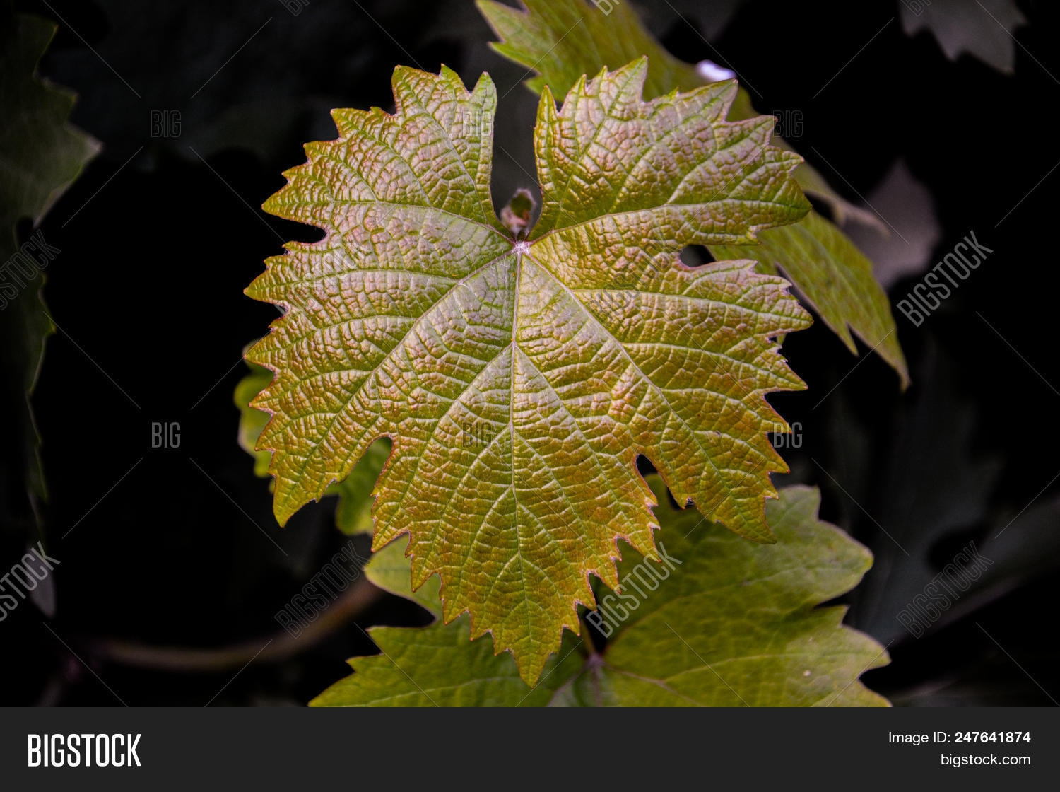 Grape Leaf Isolated. Image & Photo (Free Trial) | Bigstock