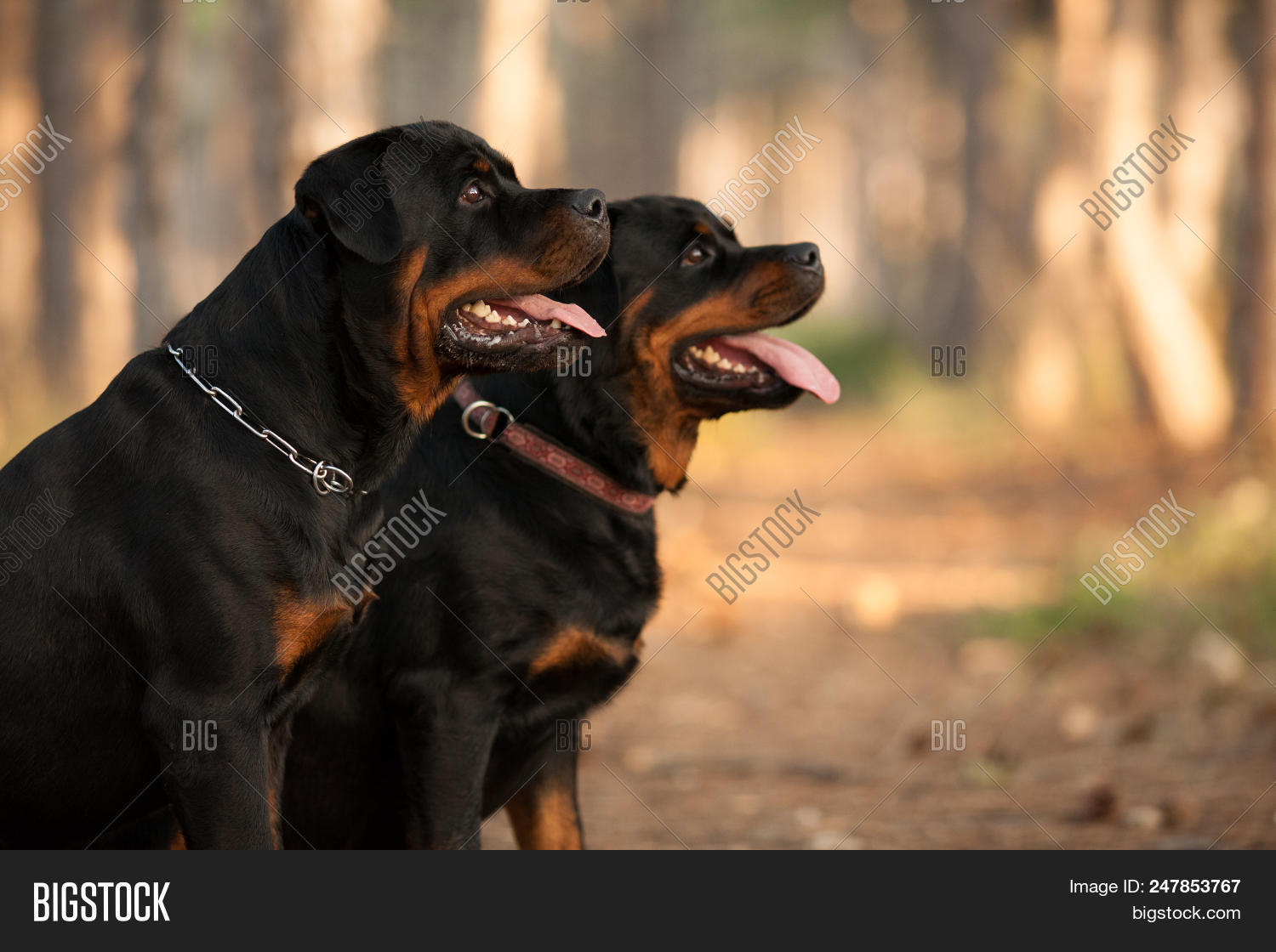 Two Rottweiler Dogs Image & Photo (Free Trial) | Bigstock